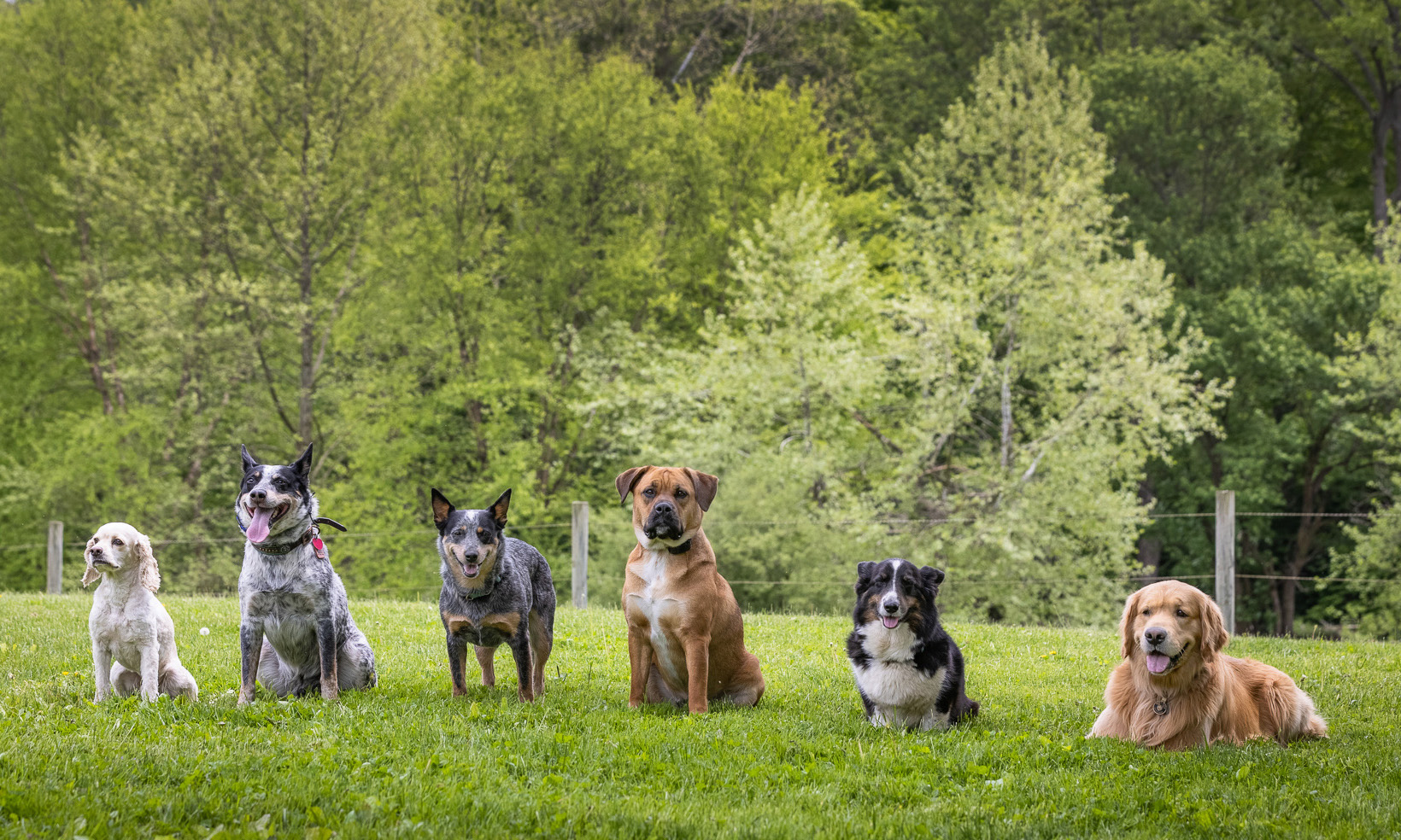 Dog Boarding – Laureleye Farms